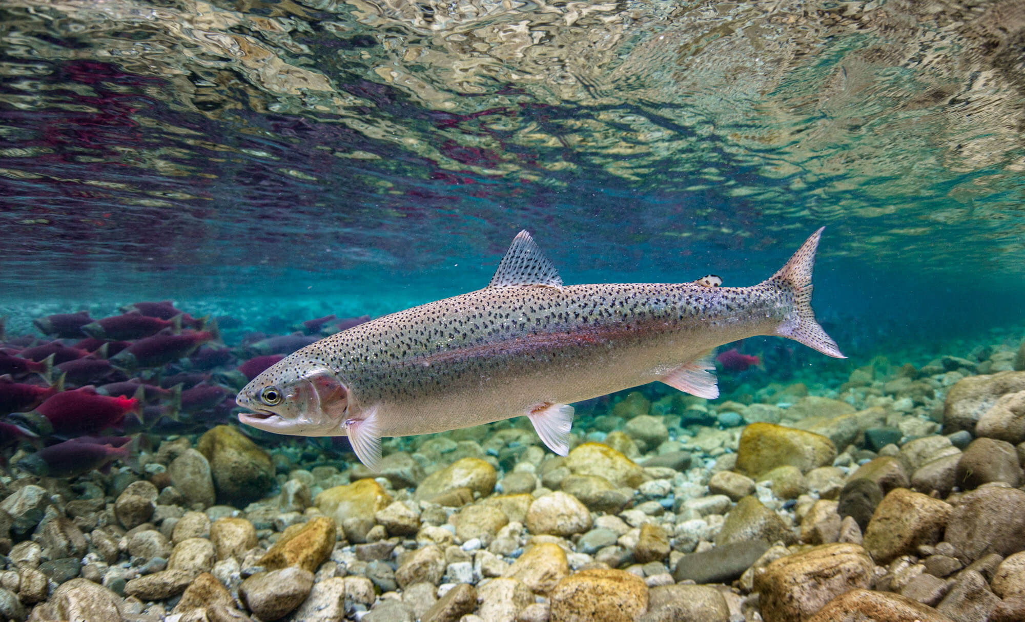 Survive the Sound - Fish Tracking